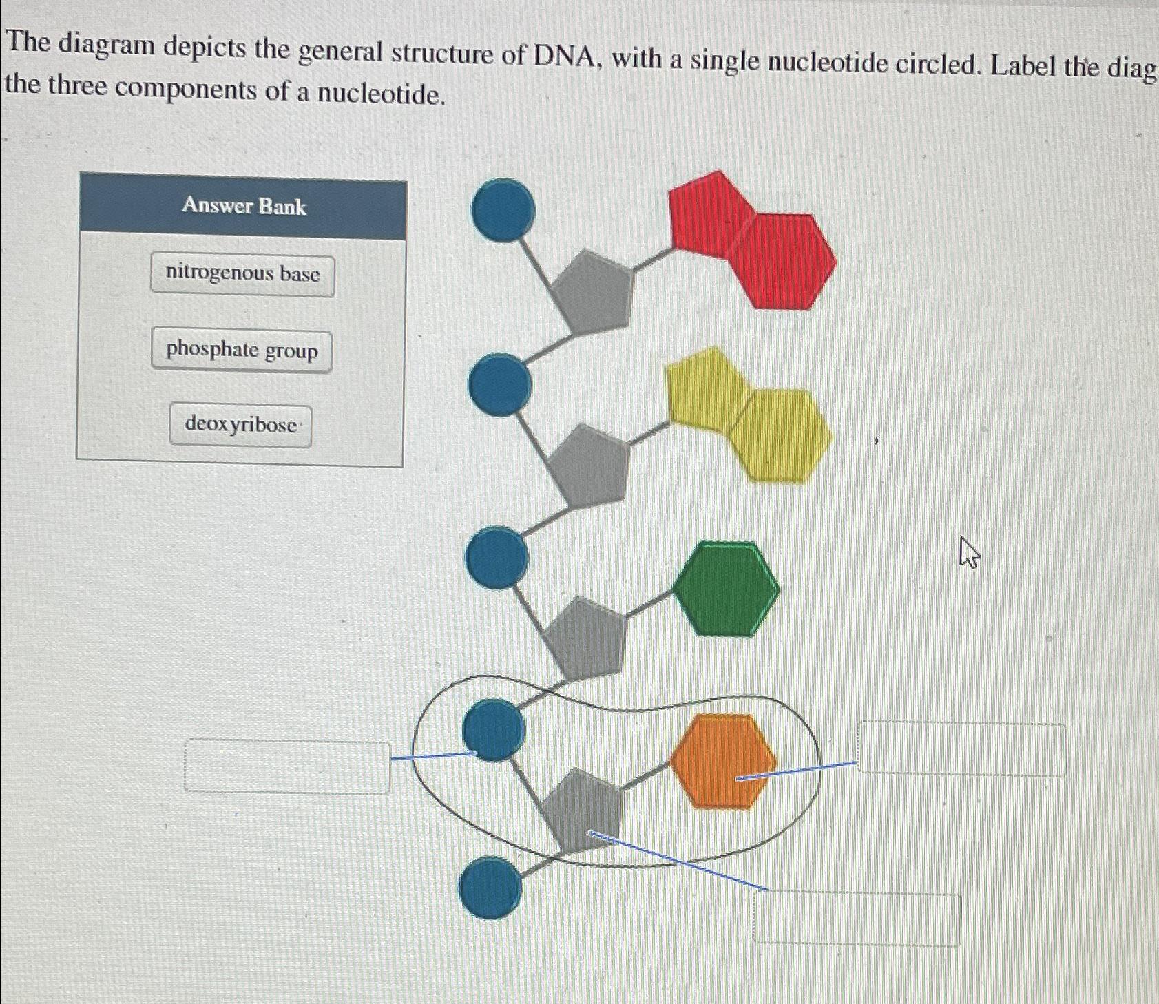 Solved The diagram depicts the general structure of DNA, | Chegg.com