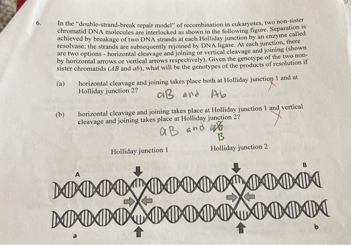 Solved In the "double-strand-break repair model" of | Chegg.com