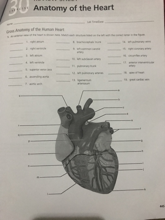 Solved acuse Anatomy of the Heart Lab Time/Date Gross | Chegg.com