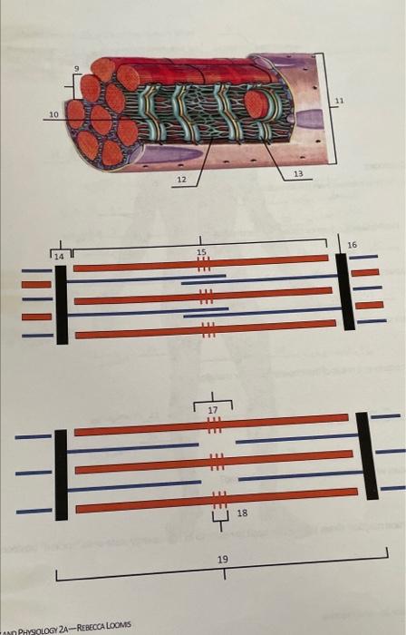 Solved 10 13 12 16 EEEEIIE 17 18 19 PHYSOLOGY2A-REBECCA | Chegg.com