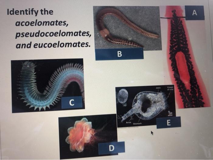 Solved A Identify the acoelomates, pseudocoelomates, and | Chegg.com