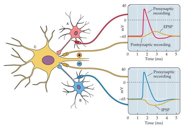 Solved 40 Presynaptic recording mV EPSP -65 Postsynaptic | Chegg.com