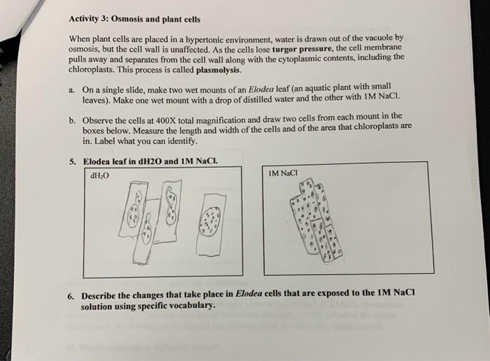 Solved Activity 3: Osmosis and plant cells When plant cells | Chegg.com