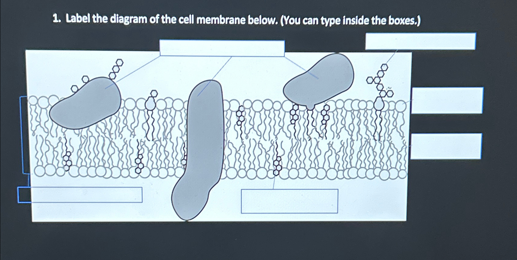 Solved Label the diagram of the cell membrane below. (You | Chegg.com