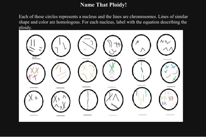Name That Ploidy! Each of these circles represents a | Chegg.com