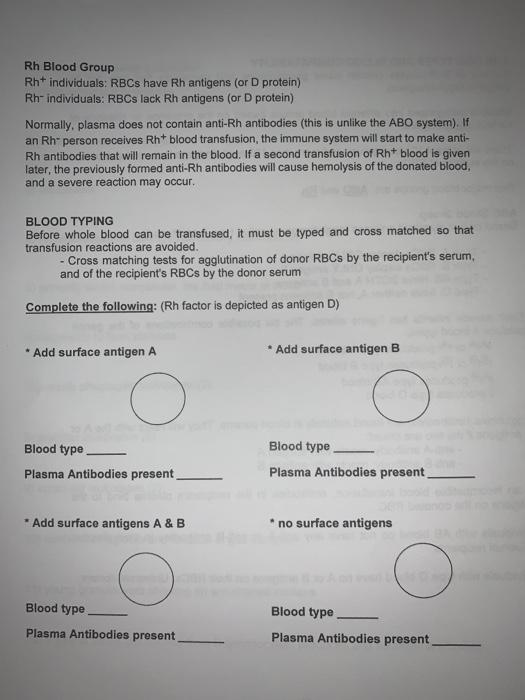 Solved Rh Blood Group Rh+ individuals: RBCs have Rh antigens | Chegg.com