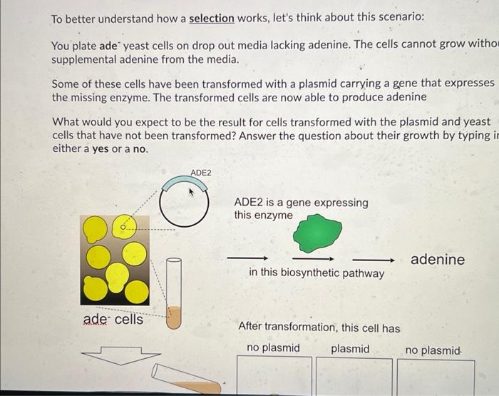 Solved To better understand how a selection works, let's | Chegg.com