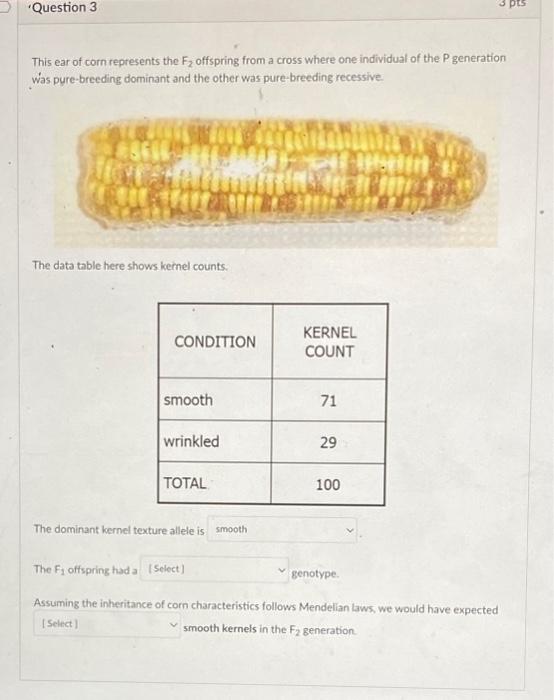 Solved This ear of corn represents the F2 offspring from a | Chegg.com