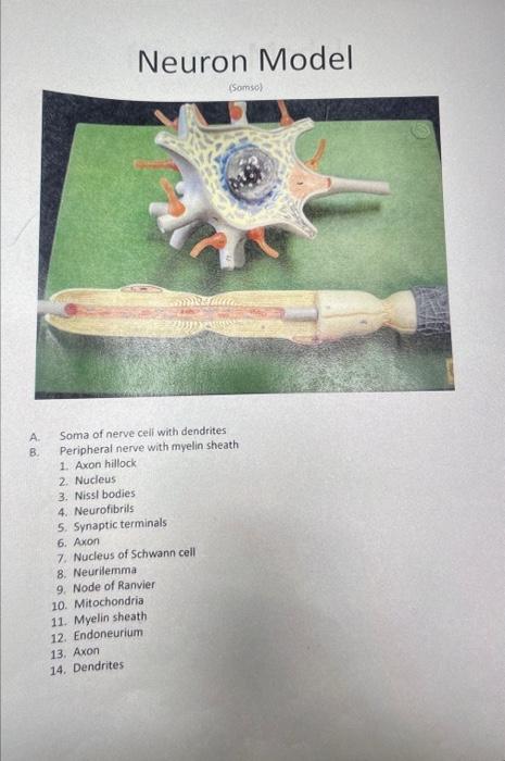 Solved Neuron Model A. Soma of nerve cell with dendrites B. | Chegg.com