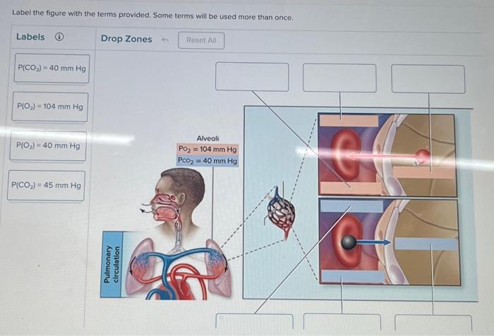 Solved Label the figure with the terms provided. Some terms | Chegg.com