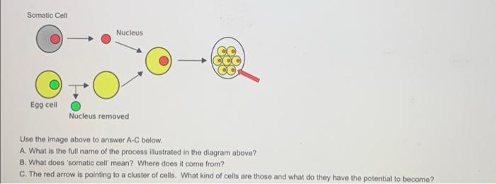Solved Somatic Cell Nucleus Egg celi Nucleus removed Use the | Chegg.com