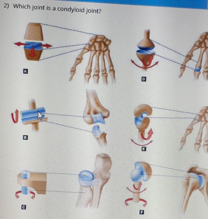 Solved 2) Which joint is a condyloid joint? or C | Chegg.com