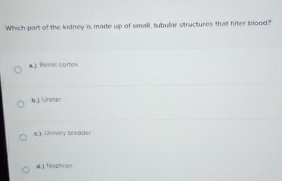 Solved Which part of the kidney is made up of small, tubular | Chegg.com