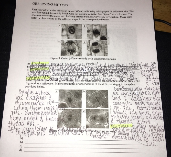 Solved OBSERVING MITOSIS First you will examine mitosis in | Chegg.com