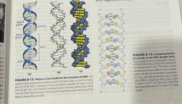 Solved (10. Based on the structure of B-form of DNA (fig. | Chegg.com