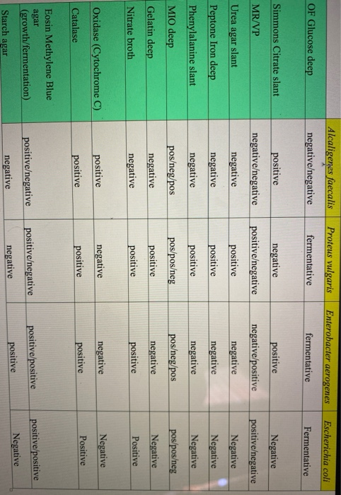 Solved Constructing a flowchart using the biochemical test | Chegg.com