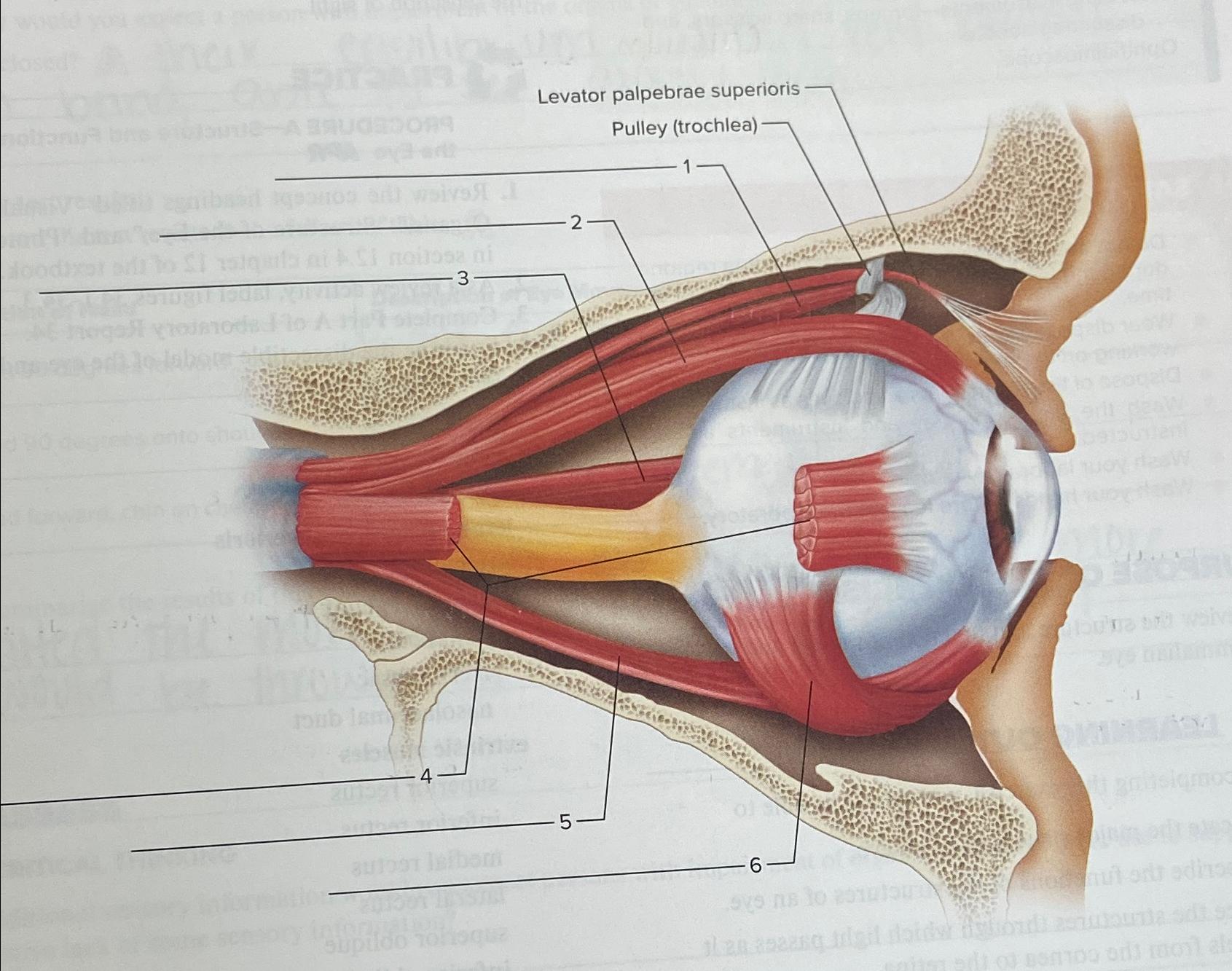 Solved Levator palpebrae superioris Pulley (trochlea) | Chegg.com