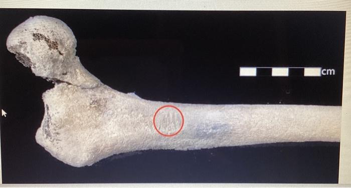 1) Determine if the defect to the bone is antemortem, | Chegg.com