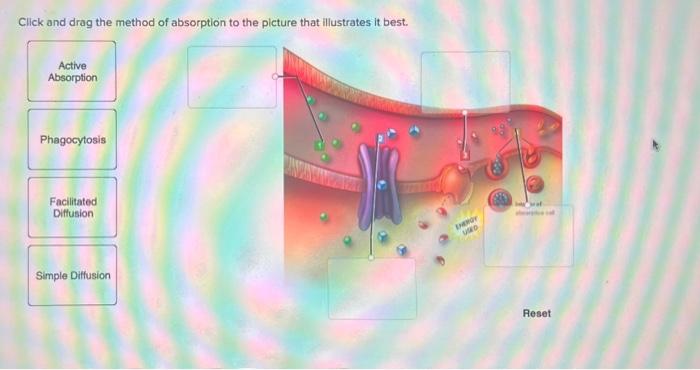 Click and drag the method of absorption to the | Chegg.com