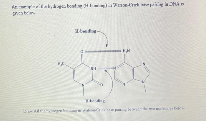 Solved An example of the hydrogen bonding ( H-bonding) in | Chegg.com