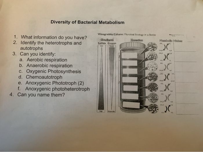 Solved Diversity of Bacterial Metabolism Winogradsky Column: | Chegg.com