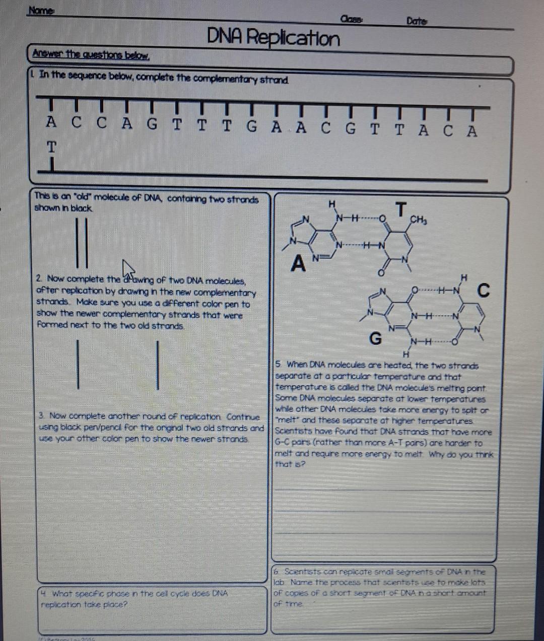 Solved Name 088 Date DNA Replication Answer the questions | Chegg.com