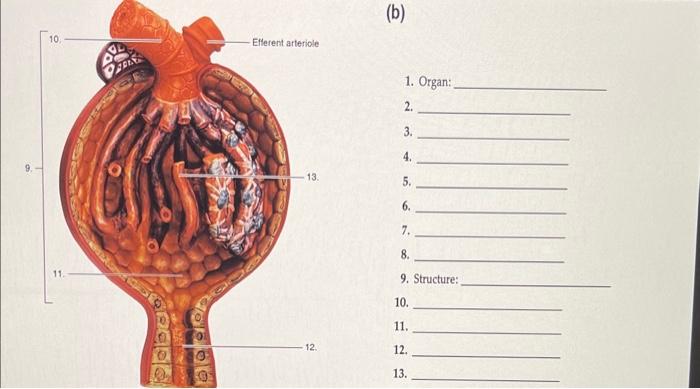 Solved Figure 24.6 Kidney, frontal section with adrenai | Chegg.com