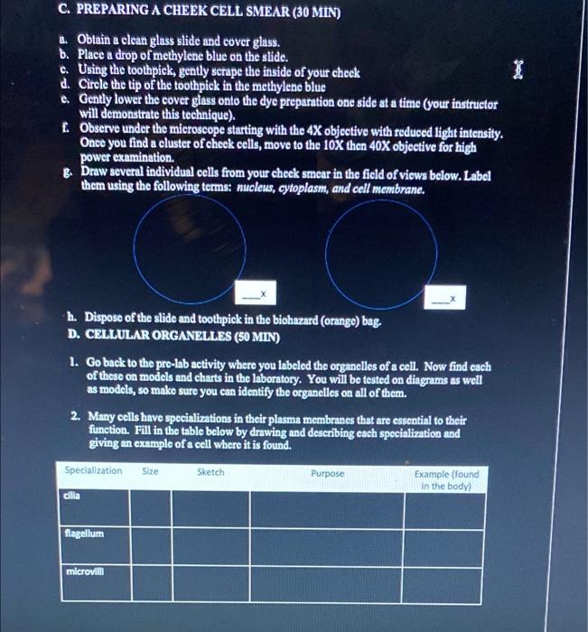 Solved C. PREPARING A CHEEK CELL SMEAR (30 MIN) 2. Obtain a | Chegg.com