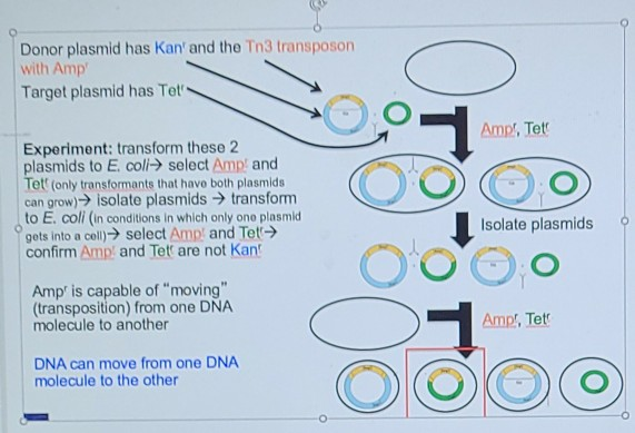 Solved Donor plasmid has kan' and the Tn3 transposon with | Chegg.com