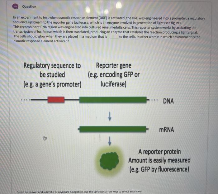 Solved mRNA A reporter protein Amount is easily measured | Chegg.com