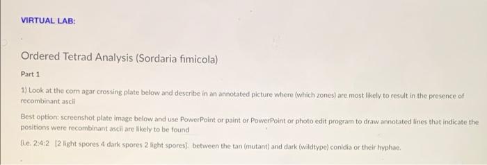 Solved VIRTUAL LAB: Ordered Tetrad Analysis (Sordaria | Chegg.com
