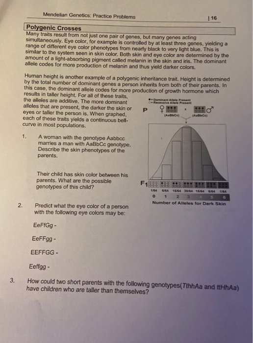 Solved Mendelian Genetics: Practice Problems | 16 Polygenic | Chegg.com