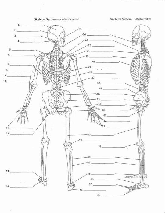 Solved Skeletal System-posterior view Skeletal | Chegg.com Solved Skeletal System-posterior view Skeletal | Chegg.com