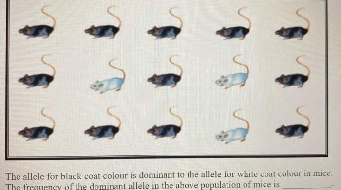 Solved The allele for black coat colour is dominant to the | Chegg.com