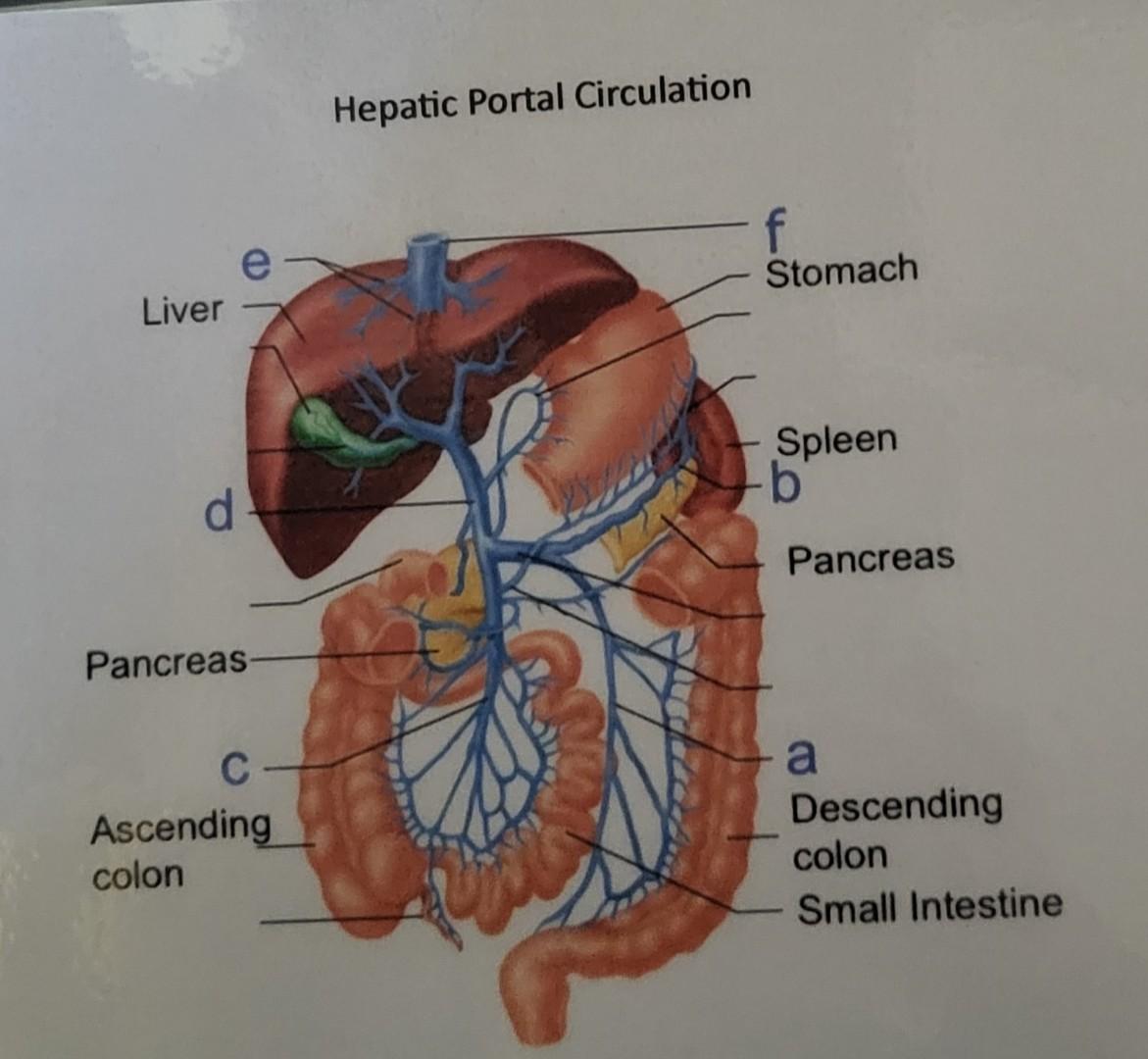 Solved Blood Vessels Activity 8: Identifying Vessels of | Chegg.com