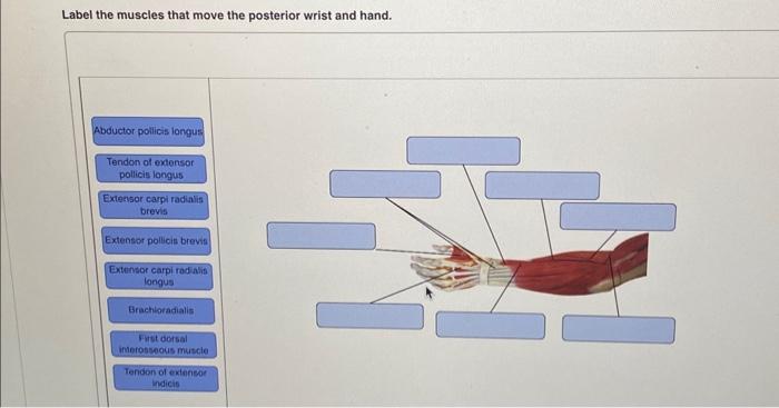 Solved Label the muscles that move the posterior wrist and | Chegg.com