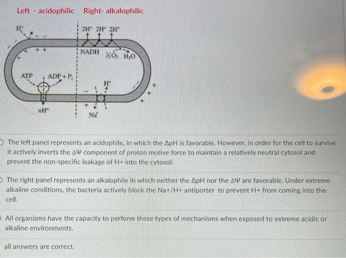Solved Left - acidophilic Right- alkalophilic 2H2H2H NADH | Chegg.com