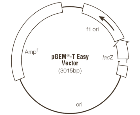 Solved Where is the GST-GFP gene located in the pGEM-T Easy | Chegg.com