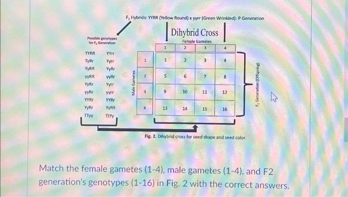 Solved Fig. 2. Oihybrid cross for seed shape and seed color: | Chegg.com