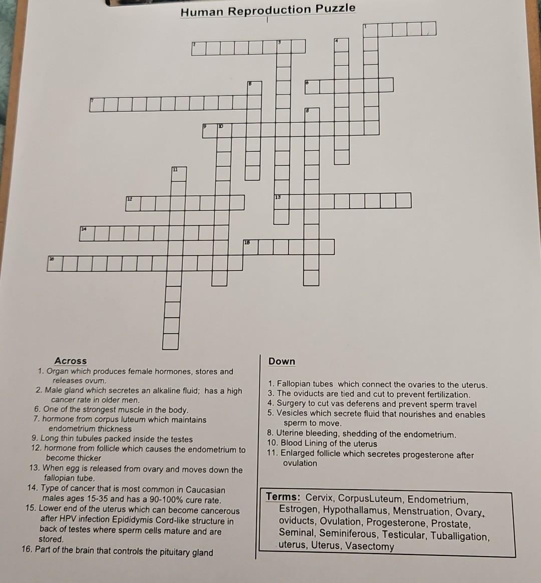 Solved Human Reproduction Puzzle 11 18 Across 1. Organ which | Chegg.com