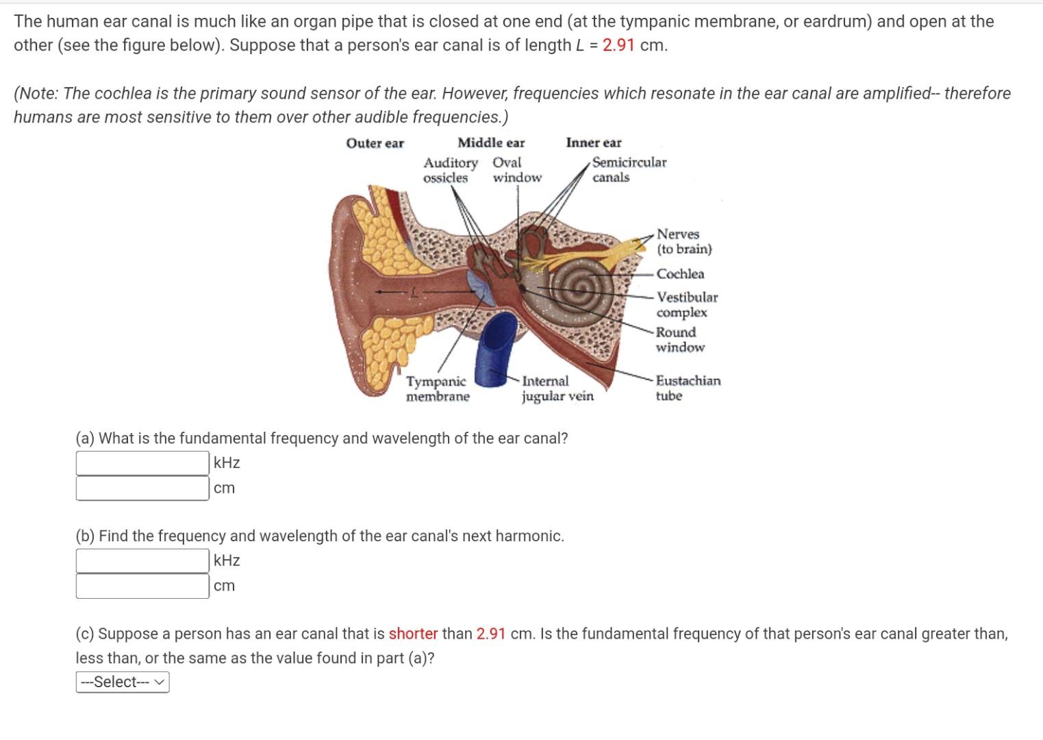 Solved The human ear canal is much like an organ pipe that | Chegg.com