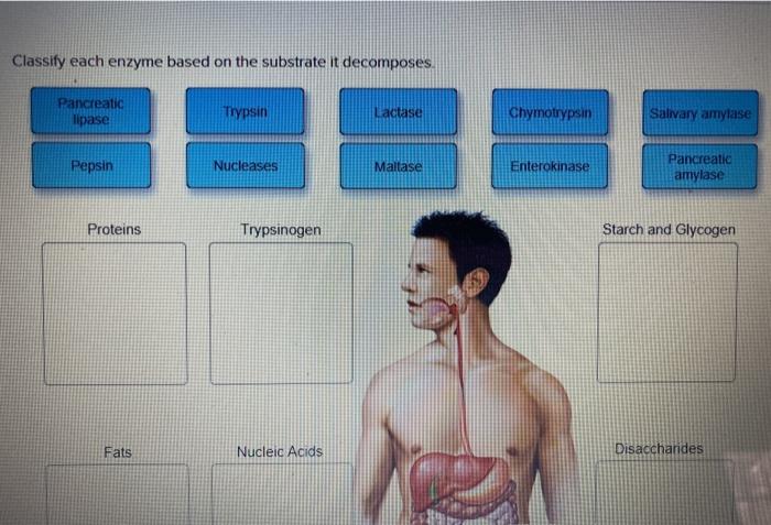 Solved Classify each enzyme based on the substrate it | Chegg.com
