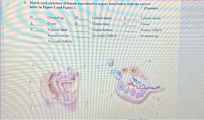 Solved 1. Match each structure of female reproductive organs | Chegg.com