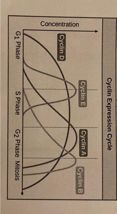 Solved a) which cyclin is most likely responsible for | Chegg.com