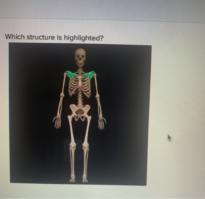 Solved Which structure is highlighted? Multiple Choice | Chegg.com