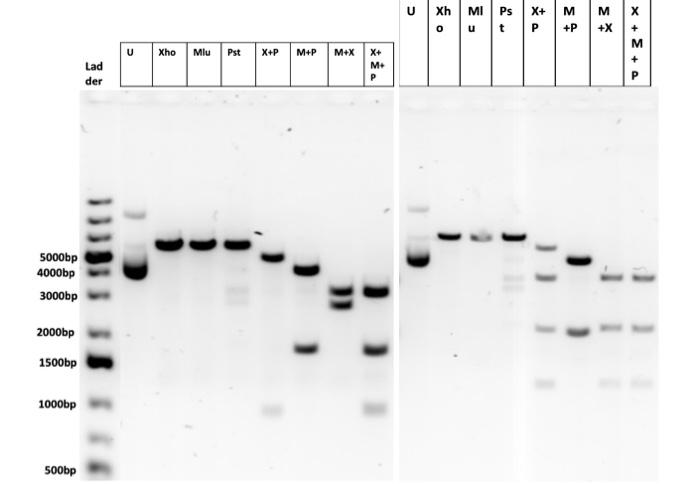 Solved Single, double, triple digestion of DNA with XhoI, | Chegg.com