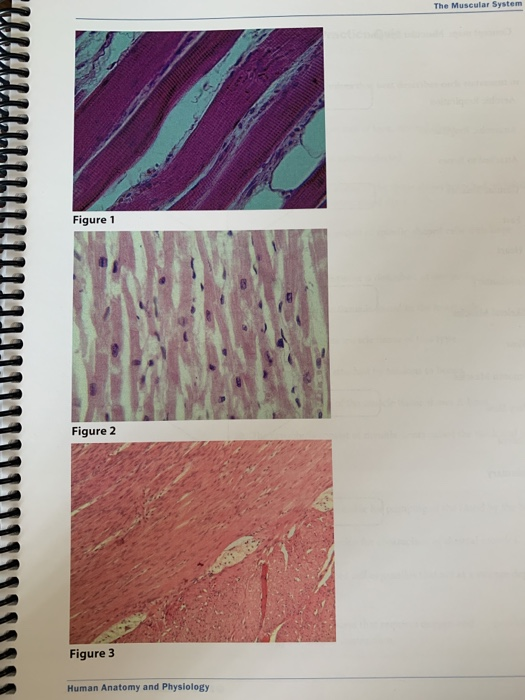 Solved Complete the table for the muscle tissues shown in | Chegg.com