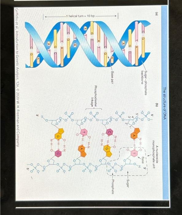 Solved 10. In Figure 7-9a, why are there two rows of dots | Chegg.com