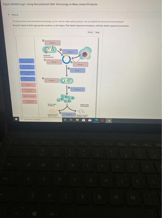 Figure Walkthrough: Using Recombinant DNA Technology | Chegg.com