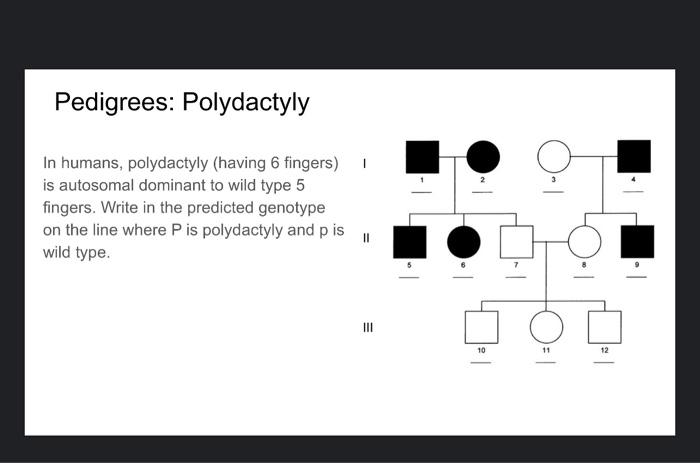 Solved Pedigrees: Polydactyly In humans, polydactyly (having | Chegg.com